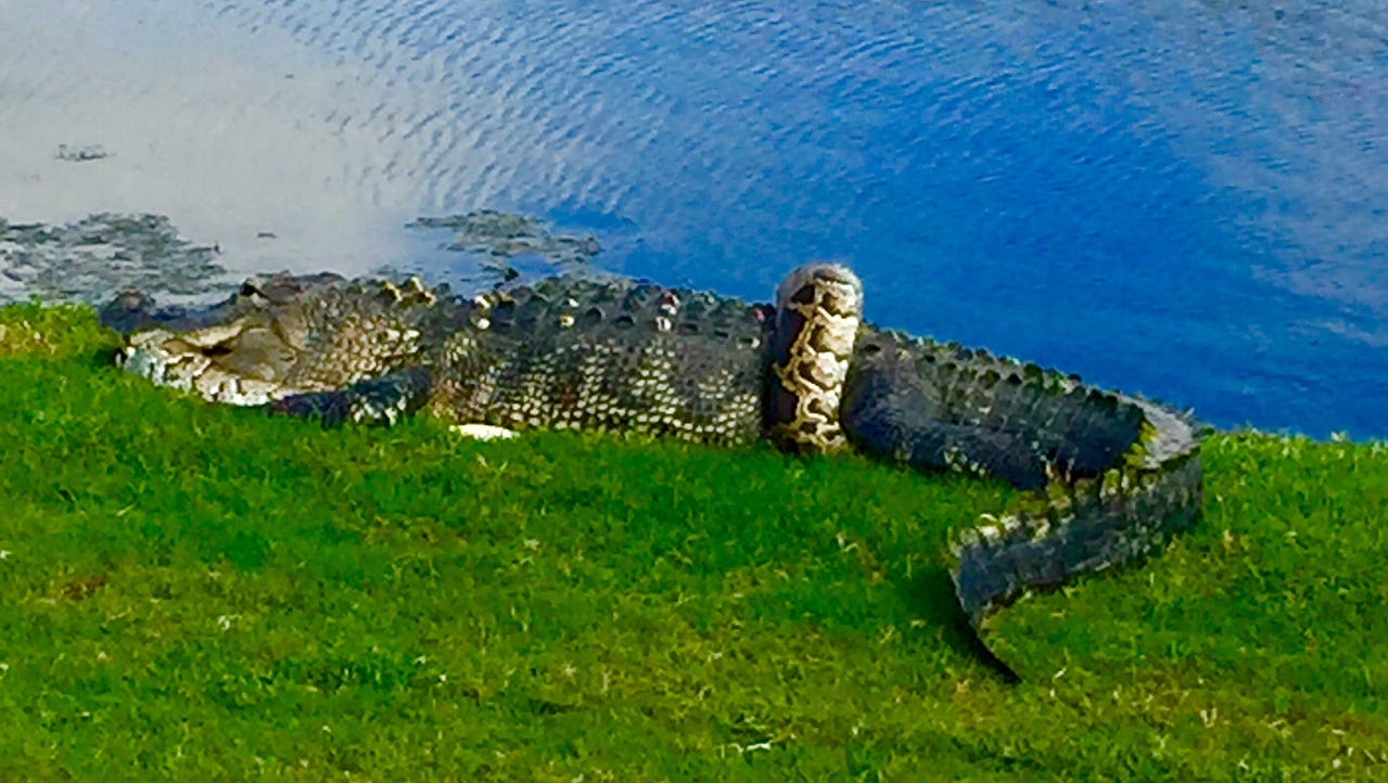 Alligator, python wrestle on Fiddler's Creek golf course near Naples