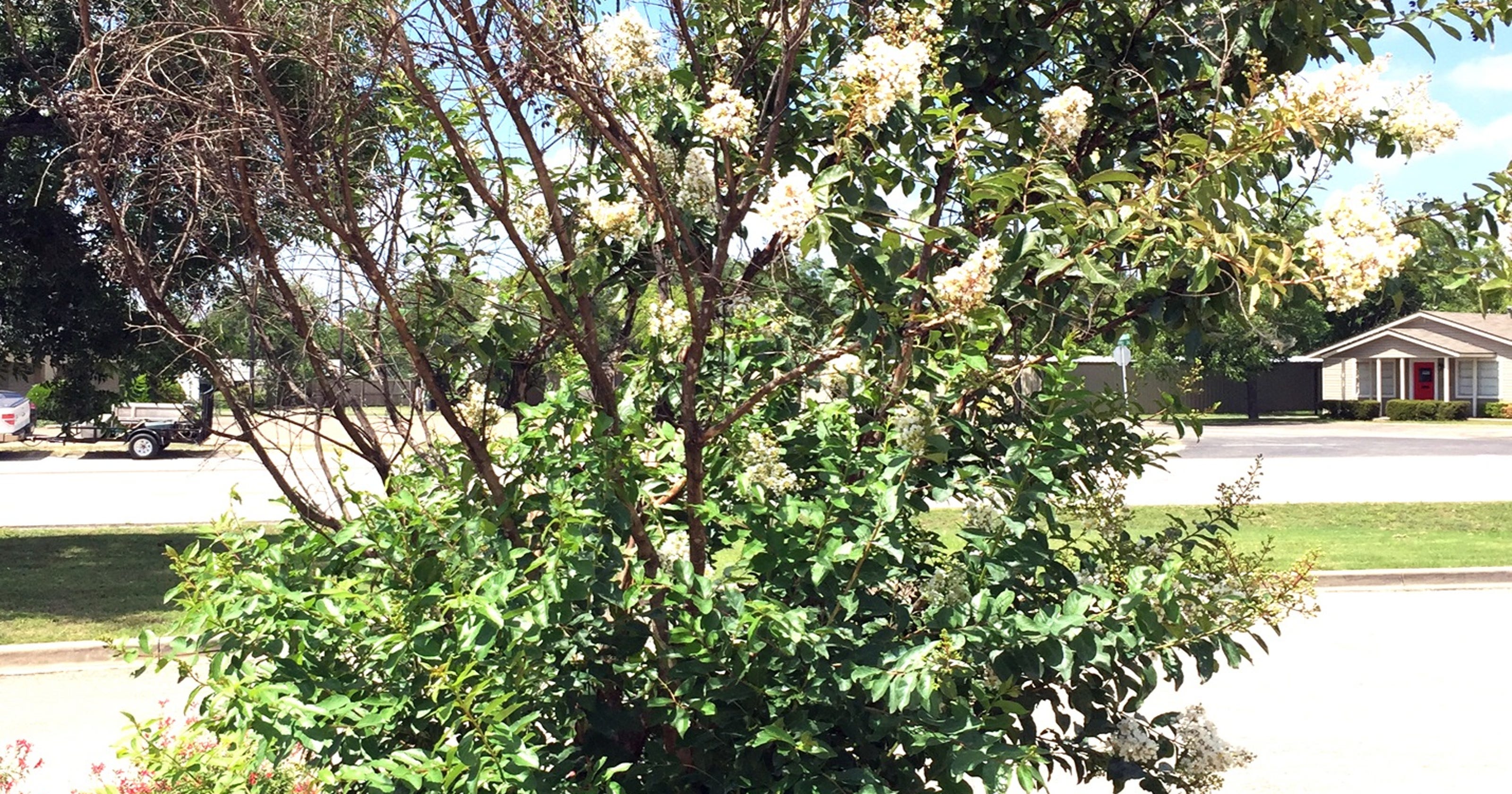 Resod St. Augustine patches affected by Take All Root Rot