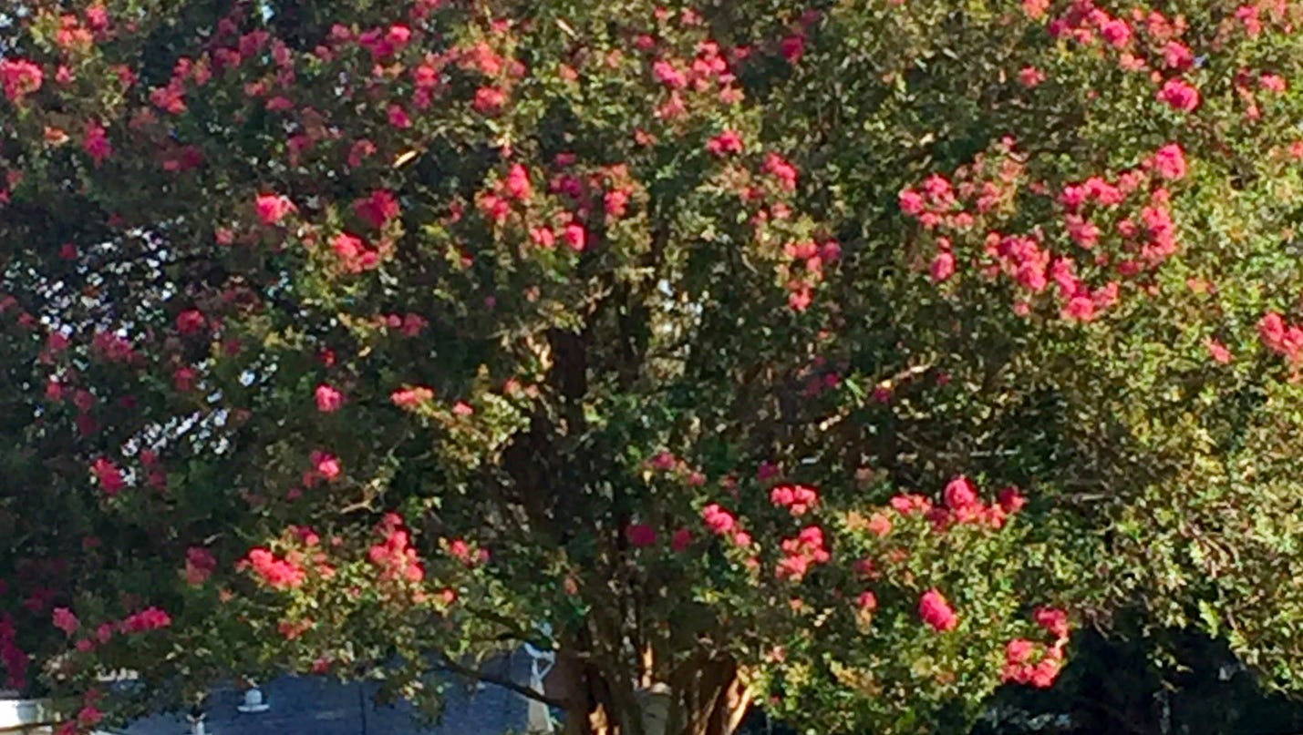 Bring your crape myrtles back from the brink