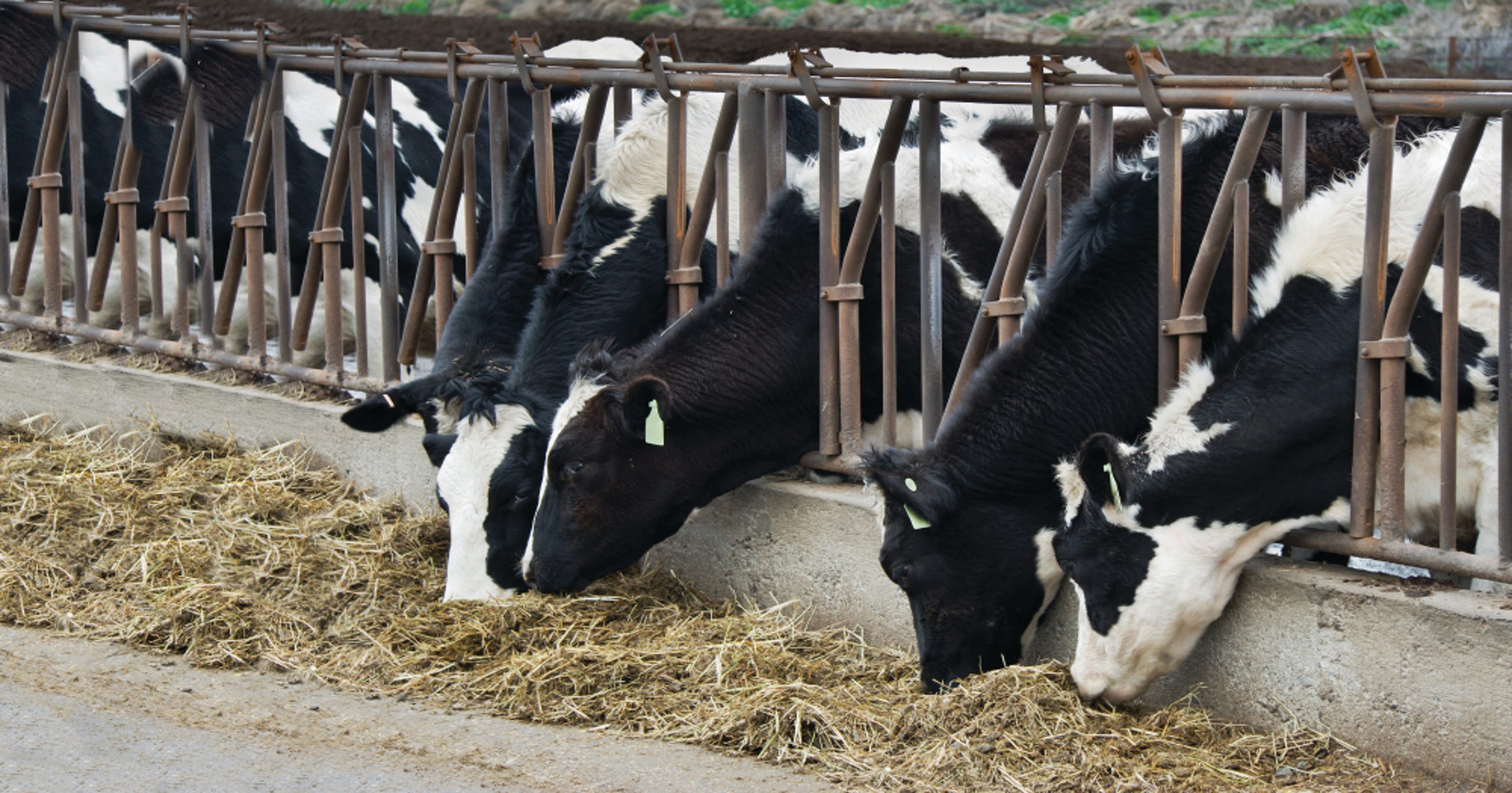 Forage quality guidelines shared at dairy feeding day