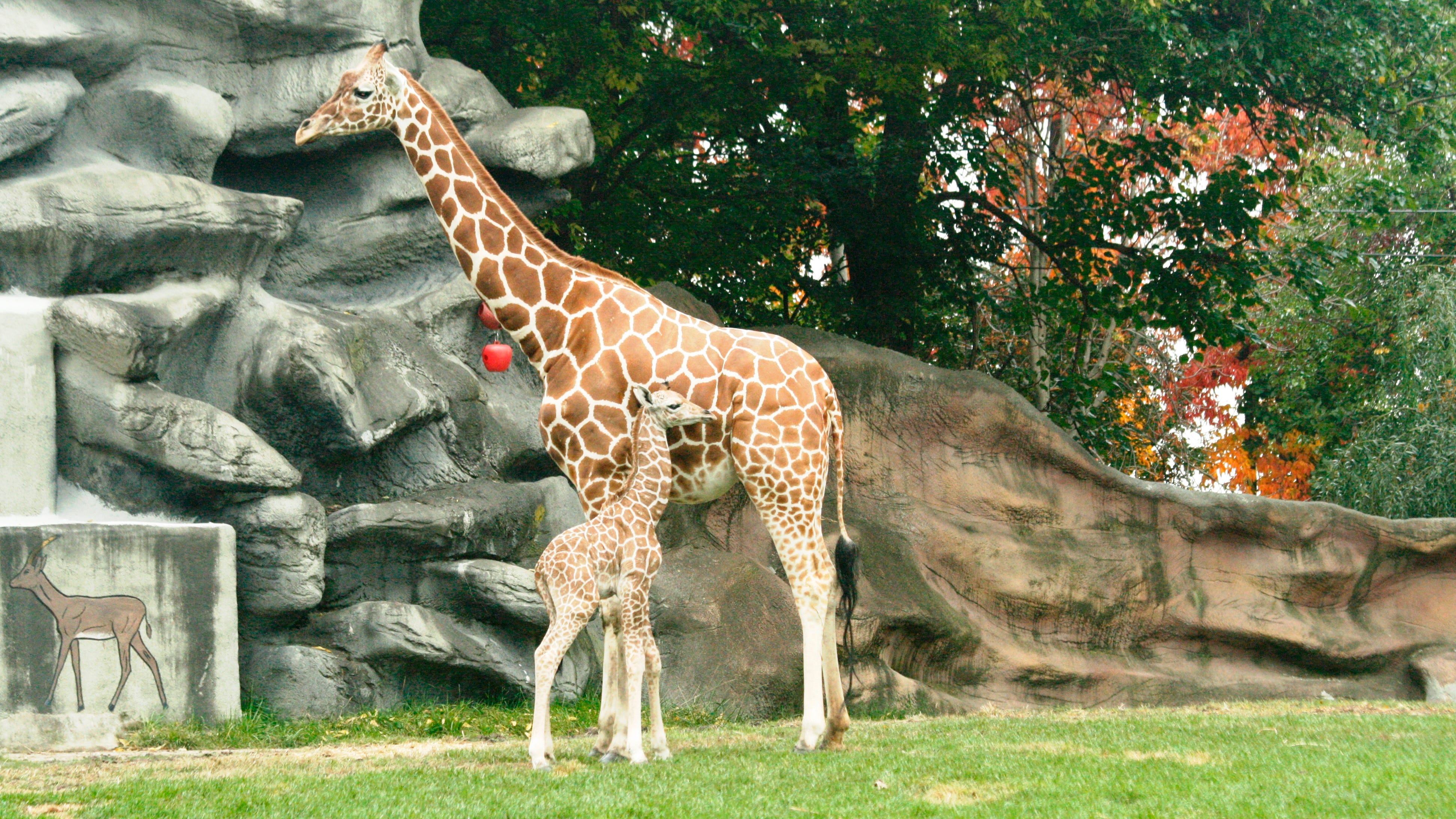 Detroit Zoo welcomes giraffe calf