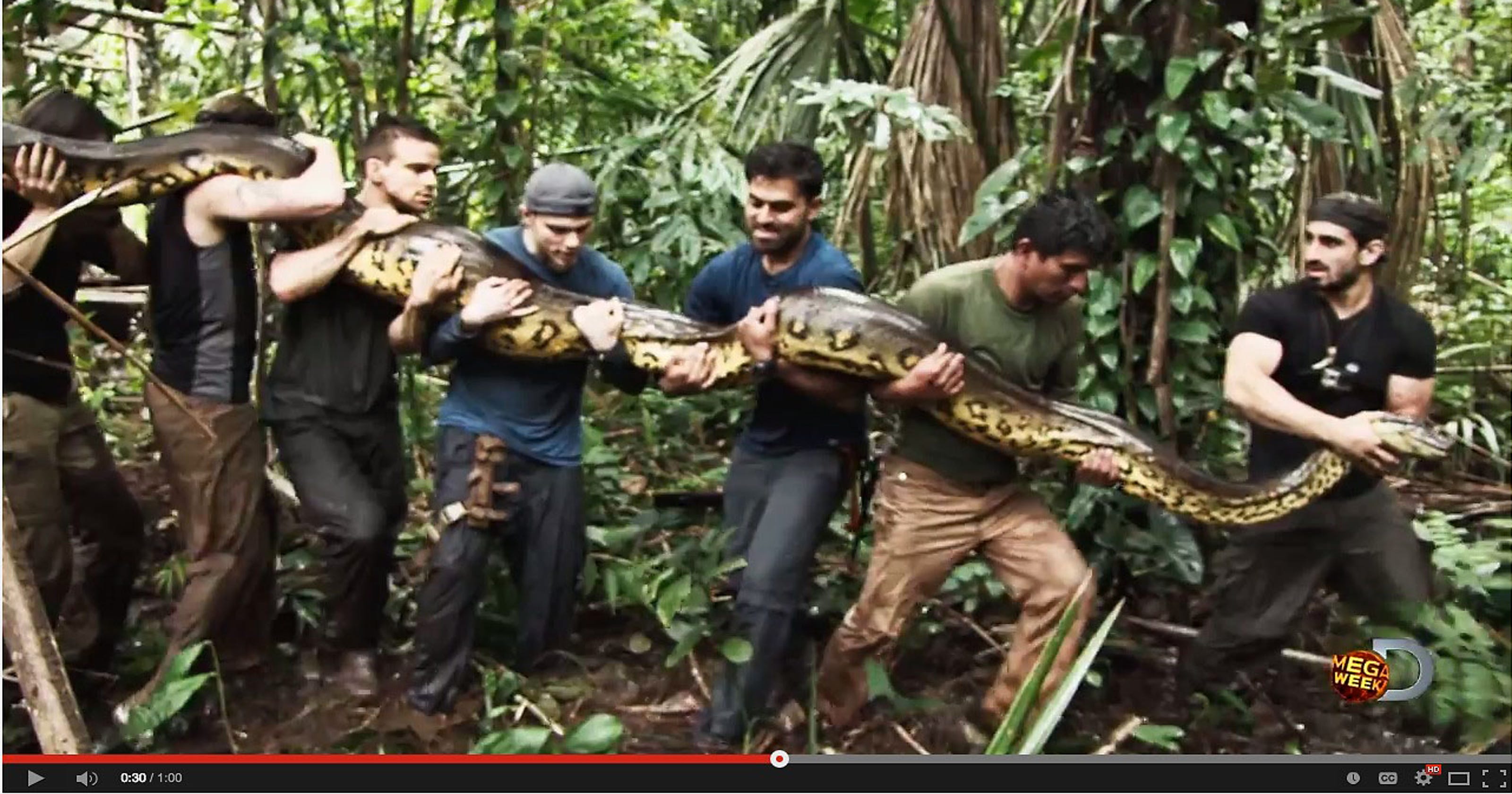 Man says he'll be eaten alive by anaconda - on TV