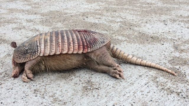 Dead armadillo found on north-central Indiana bridge
