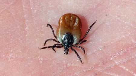 Ticks sicken hundreds in Indiana in past 5 years