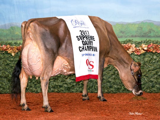 Musqie Iatola Martha achieves Jersey cow greatness