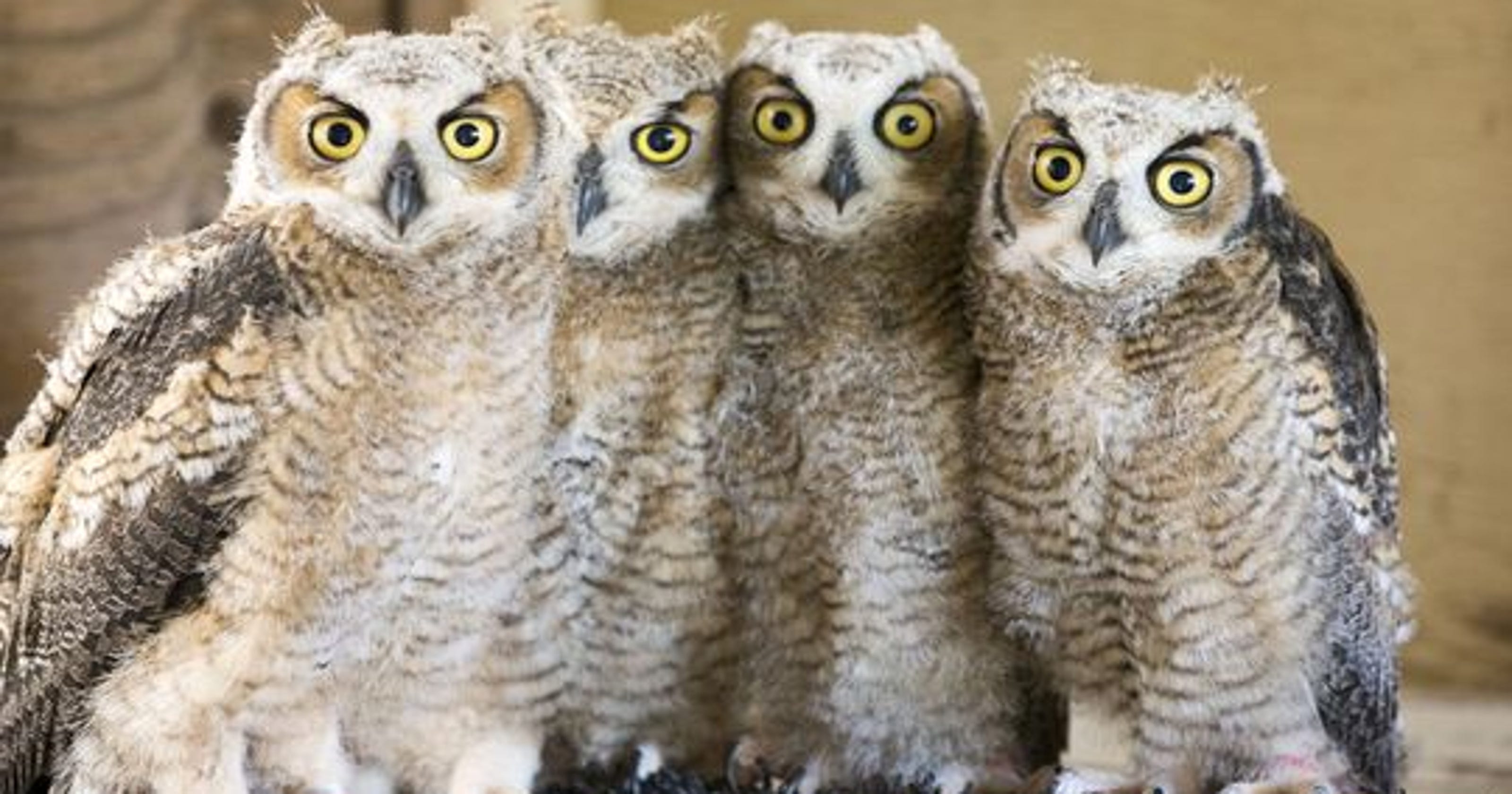 Orphaned baby owls find comfort in foster mom