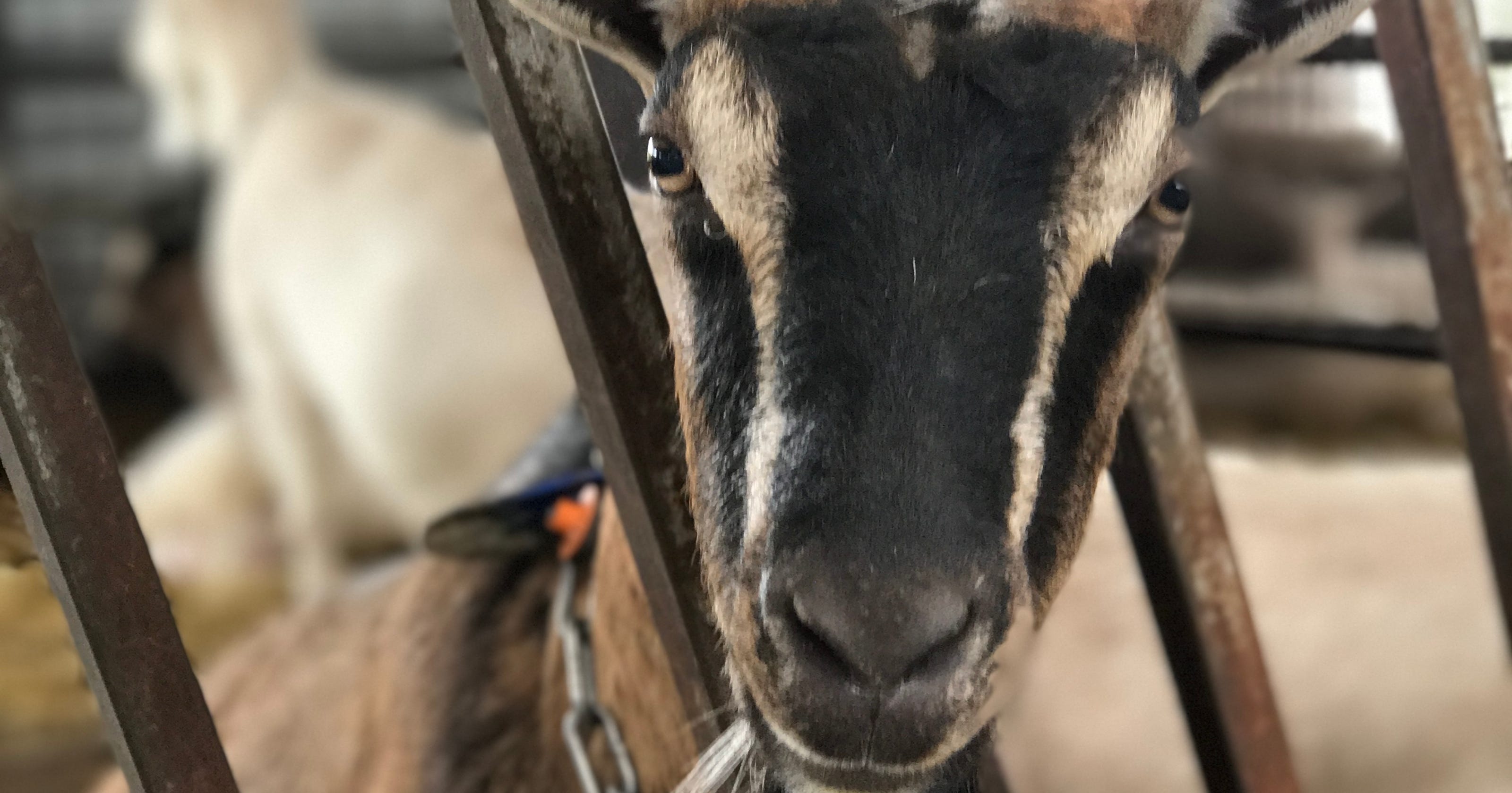 Strong dollar hitting goat dairies hard