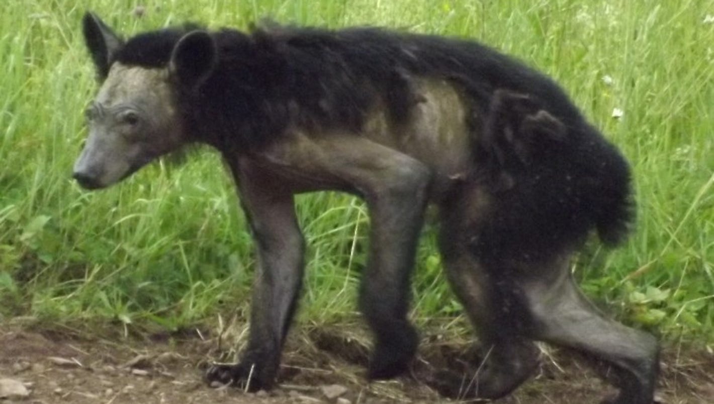 Uptick in mange among bears vexes Pa. Game Commission