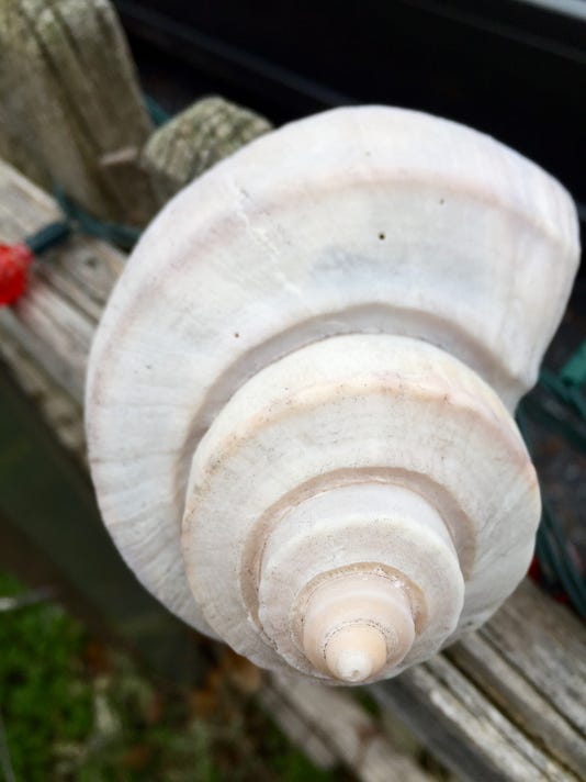 Did You Know: The channeled whelk, Delaware's shell