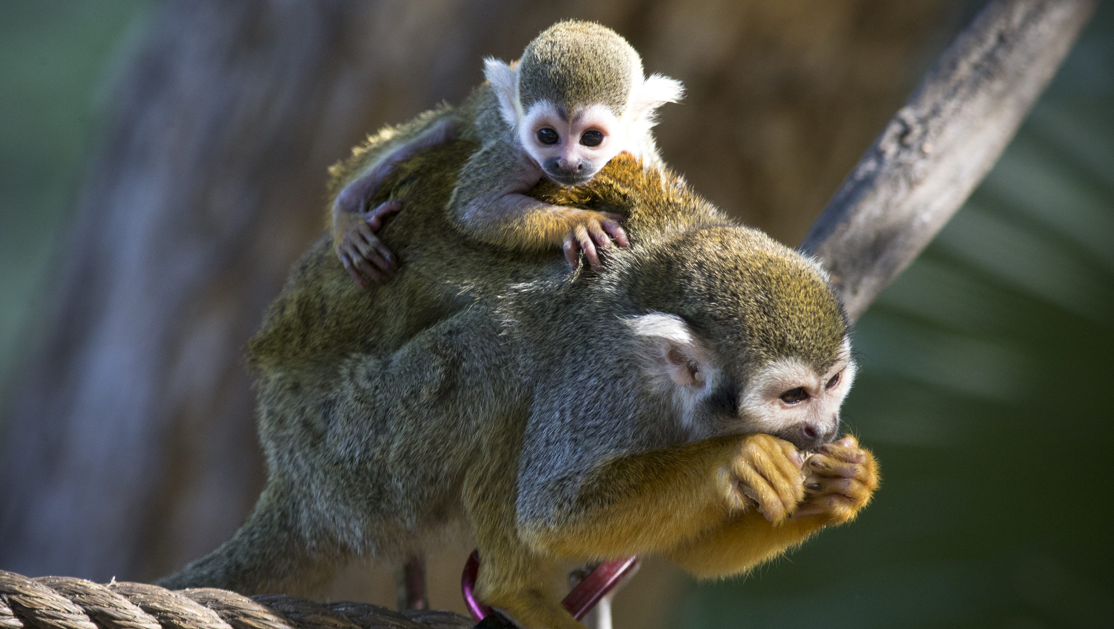 Conoce al nuevo bebé mono en el Phoenix Zoo