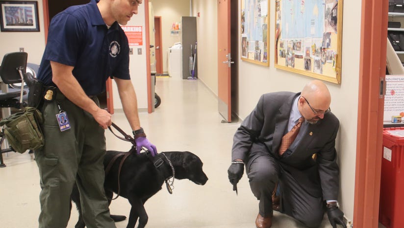 WATCH: Meet Iris the FBI dog