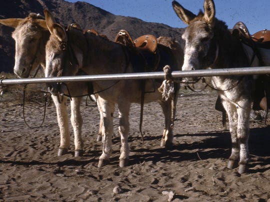 'Burro Train' popular in 1950s PS