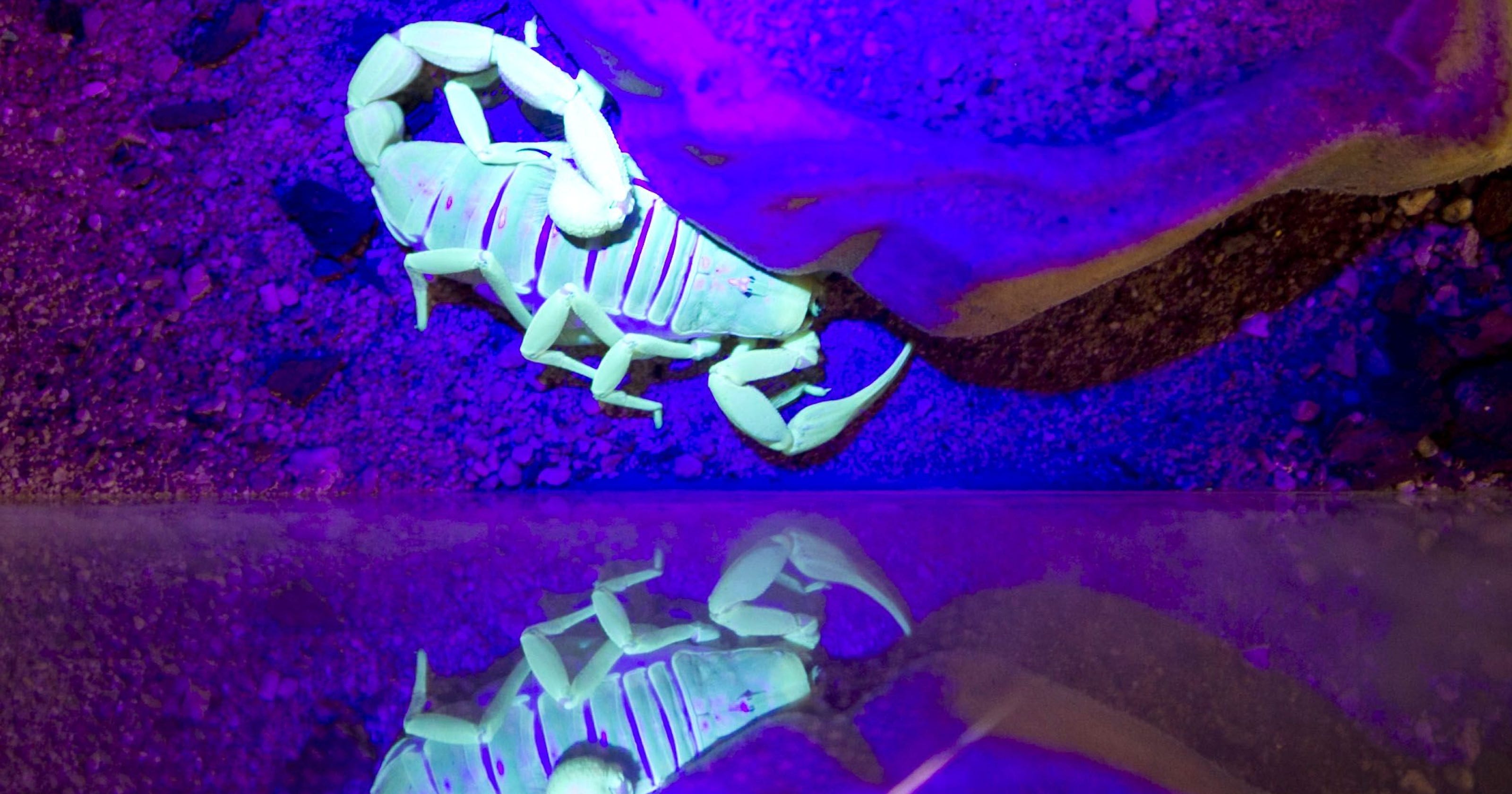Why do scorpions glow under ultraviolet light?