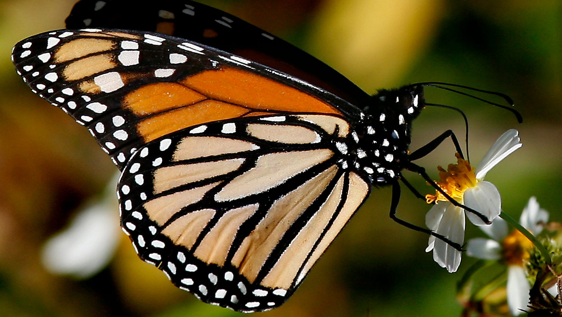 Monarch butterfly: What to know about the endangered classification