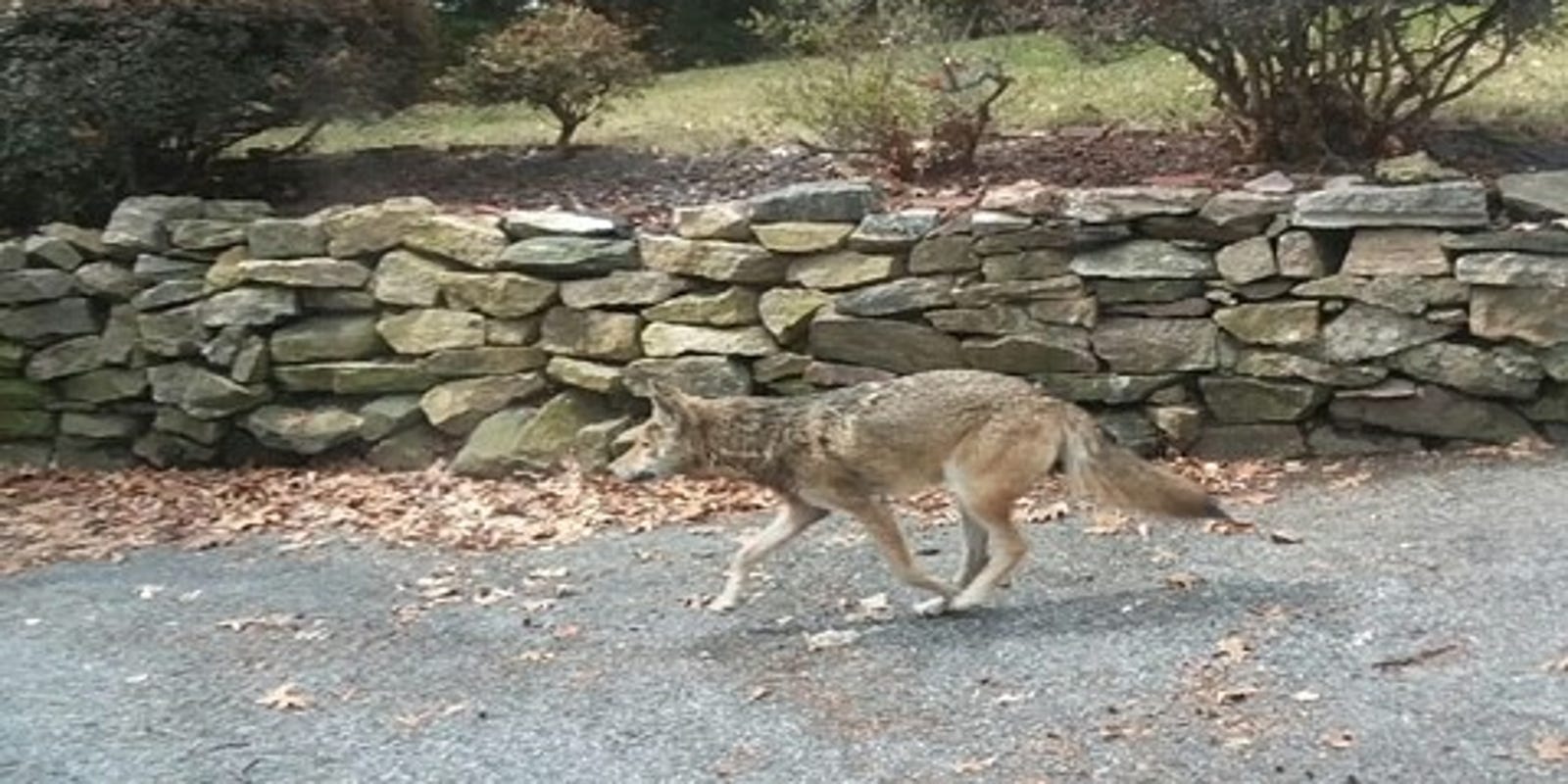 Threat from coyotes should not to be overlooked