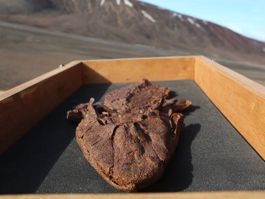 PBS series explores evolution of 'Your Inner Fish'