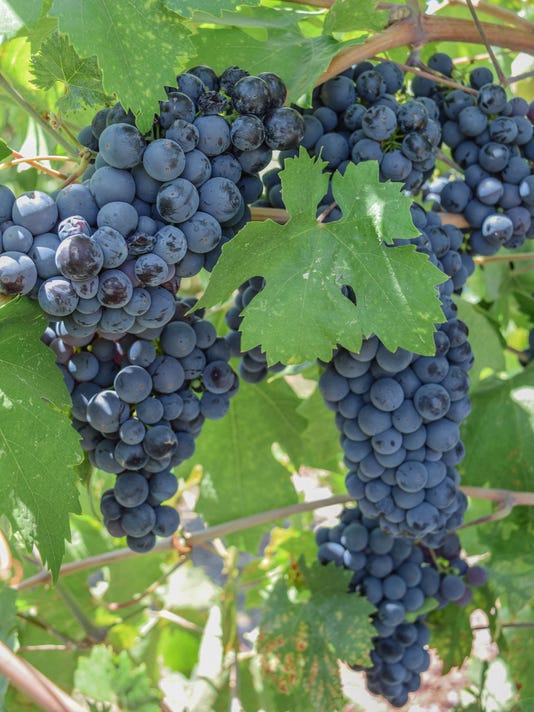 Howell: Zinfandel makes rich red wine