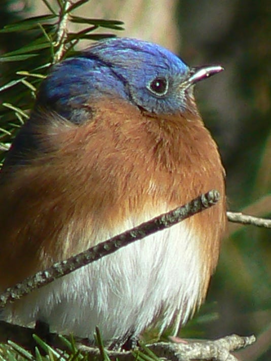 Shamong man protects elusive bluebirds found in parts of South Jersey