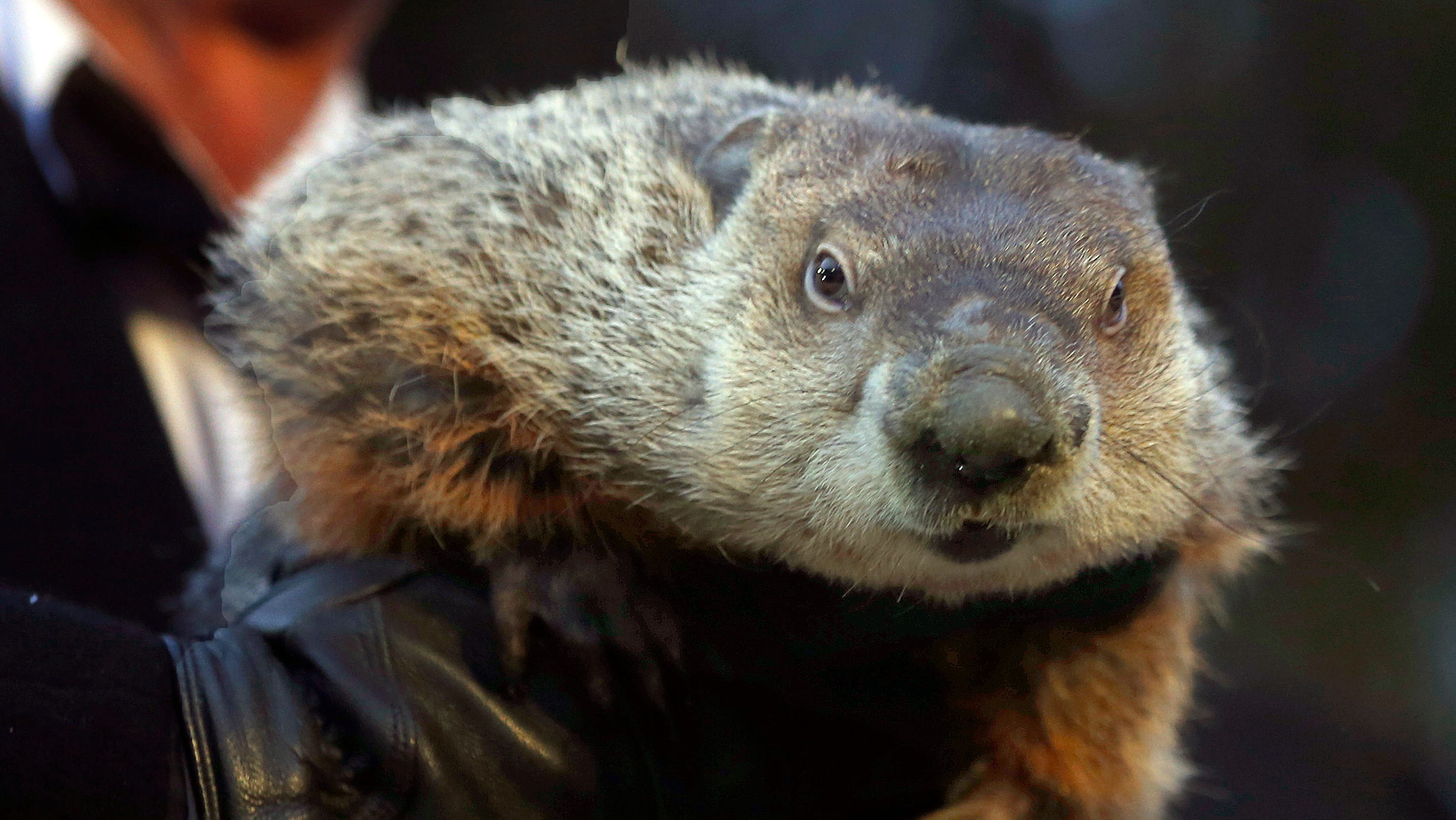 More winter! Groundhog Punxsutawney Phil sees shadow