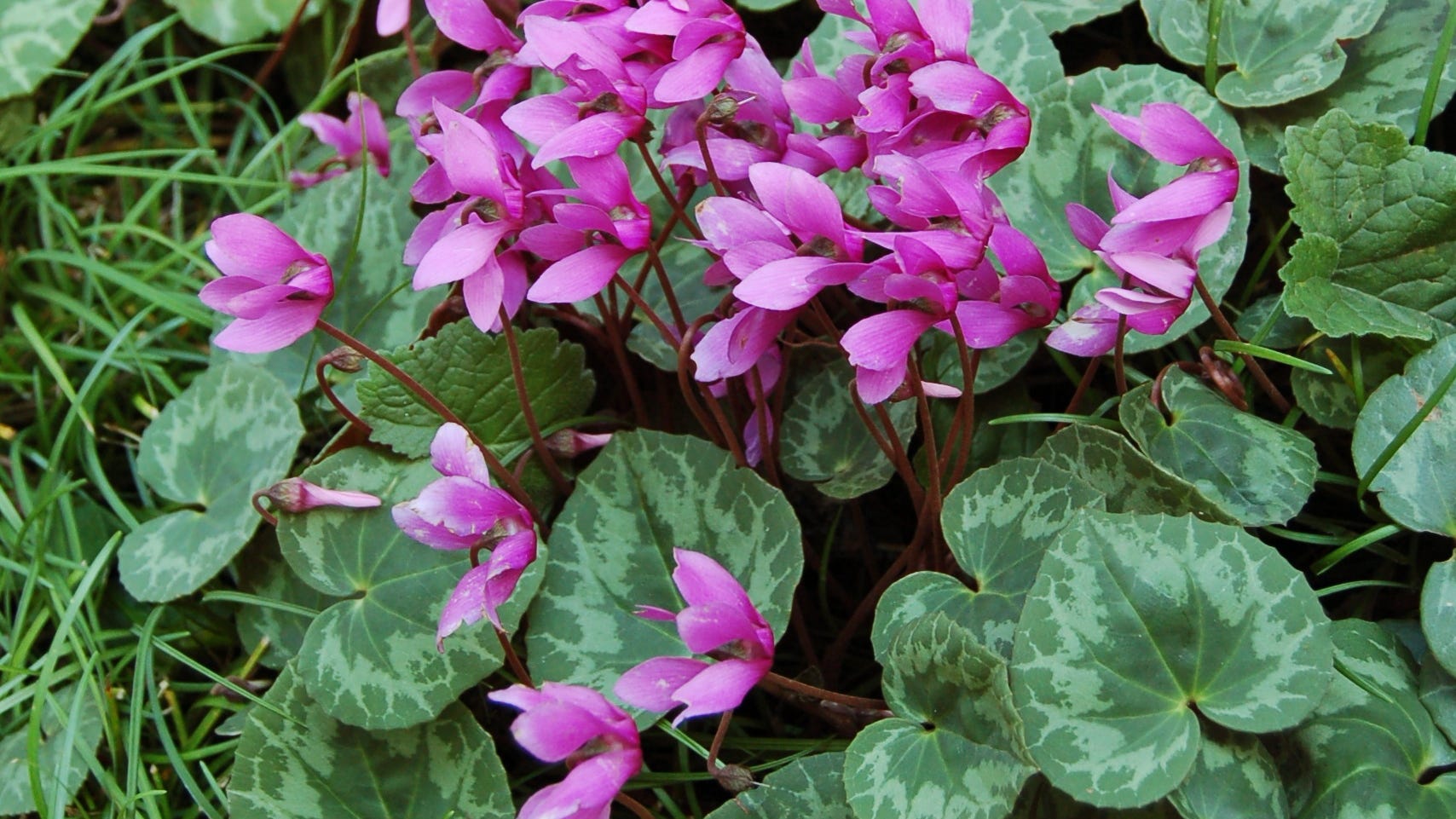 Trip to Italy inspires ideas for Upstate gardens