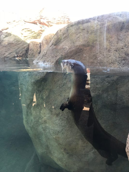 Why kids will love the river otter exhibit at the Milwaukee County Zoo