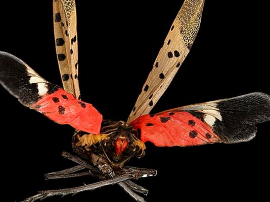 Spotted Lanternfly in Pa.: Here's what to do about the invasive pest