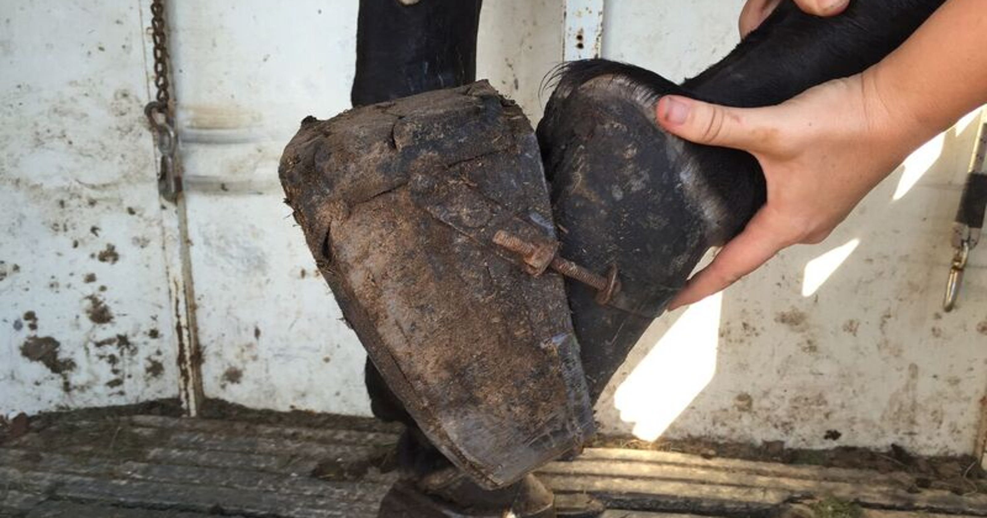 Trump administration places horse 'soring' ban on hold