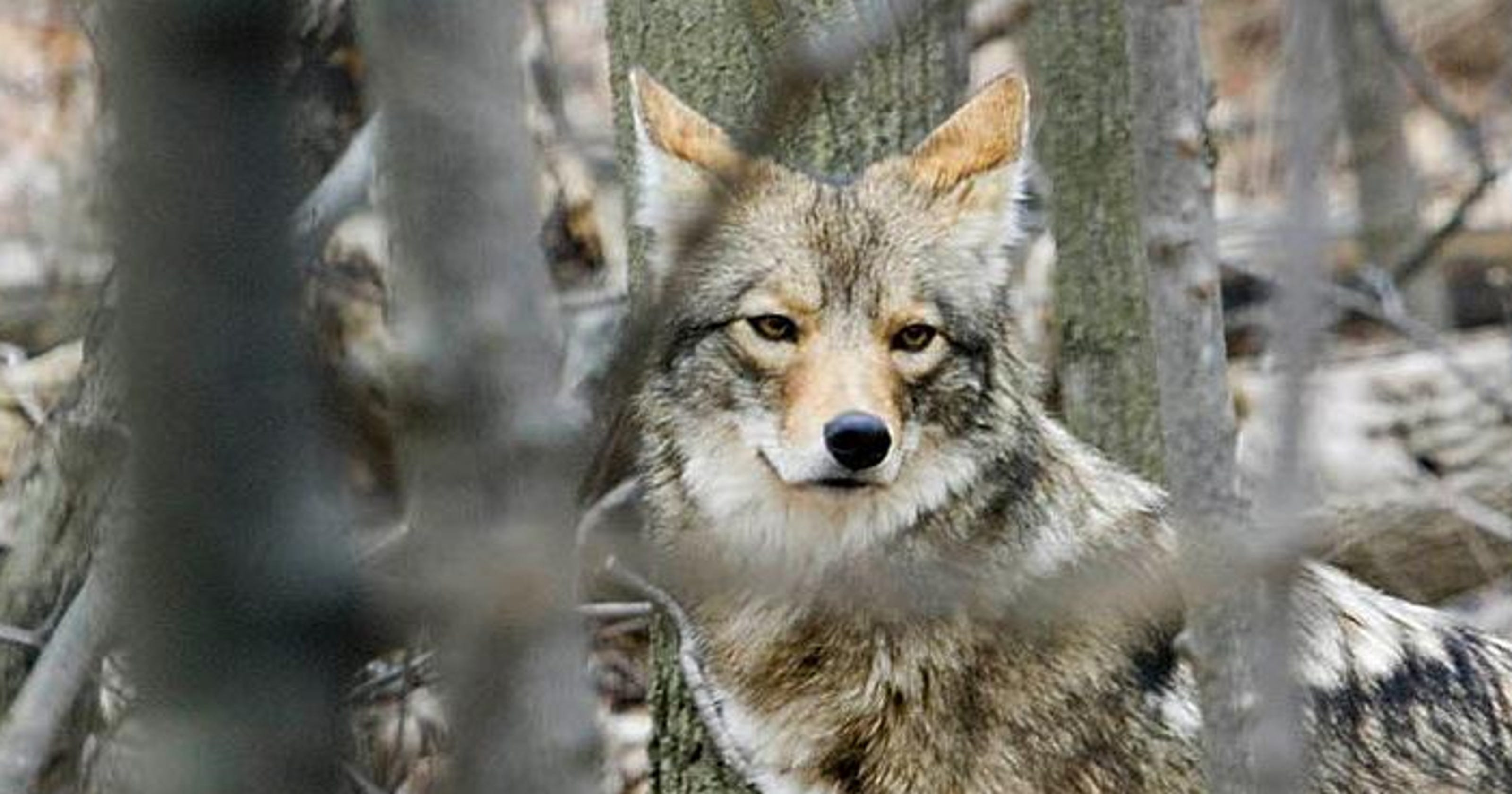 Detroit area coyote encounters raise hackles