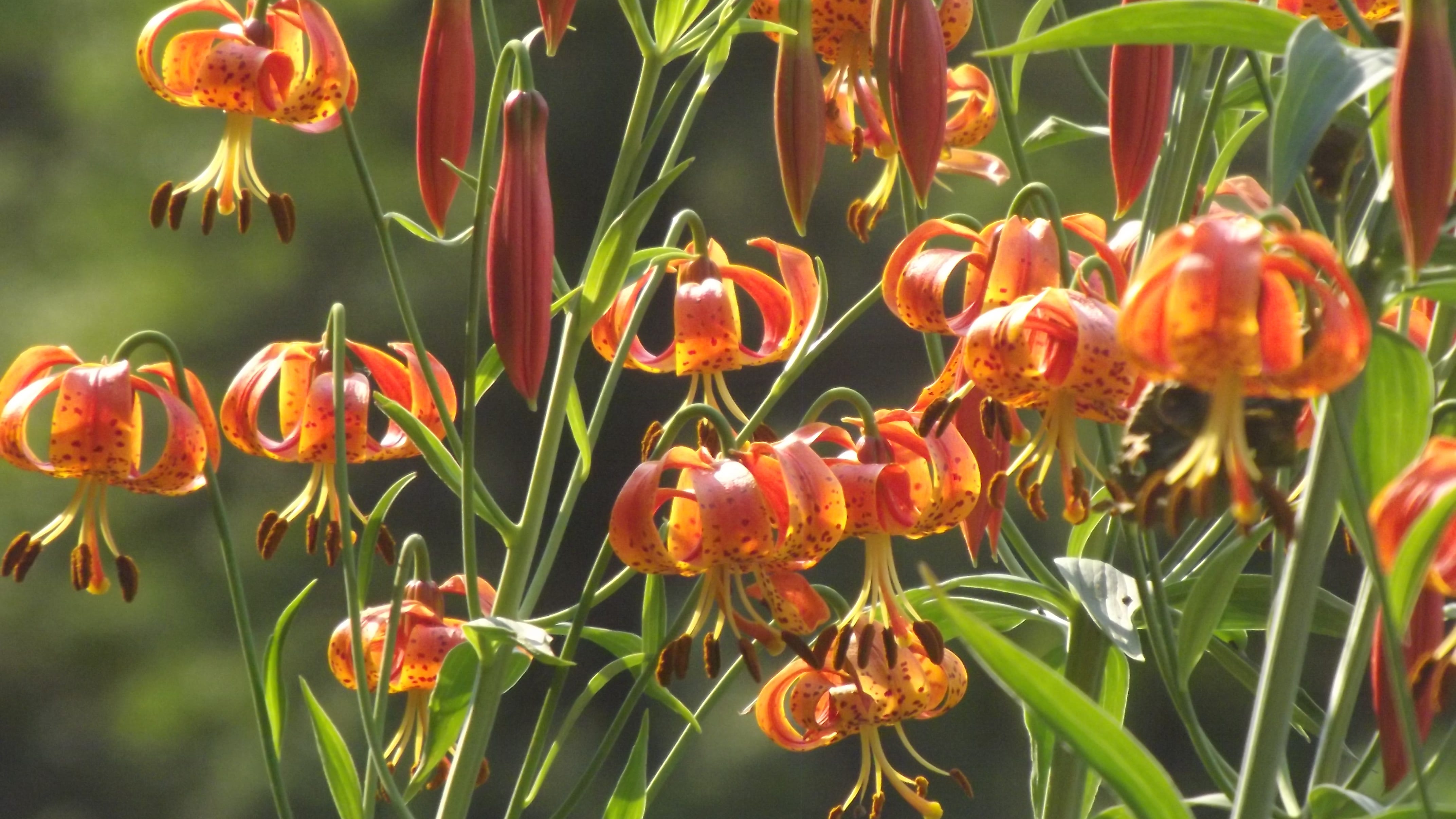 Native lilies of Wisconsin offer rare beauty, elegance