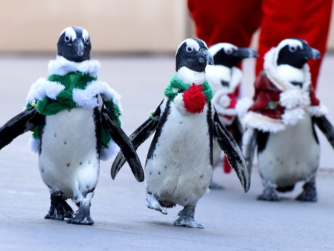 Christmas penguins on parade