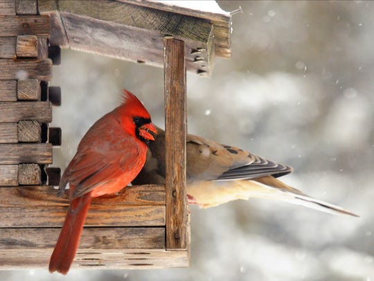 Northern cardinals are regulars at dawn, dusk