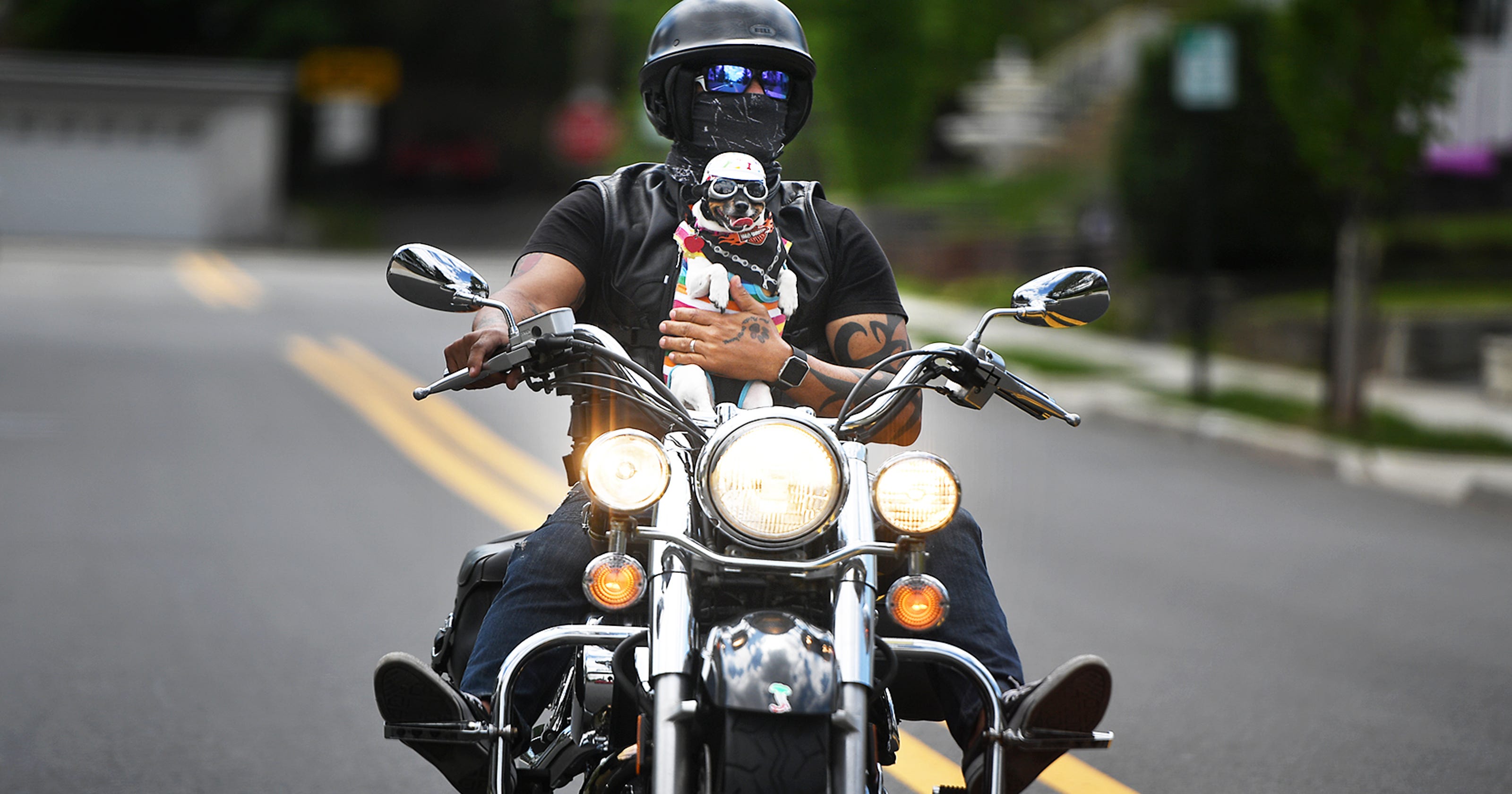 Garden State of Mind: Chopper Chihuahua