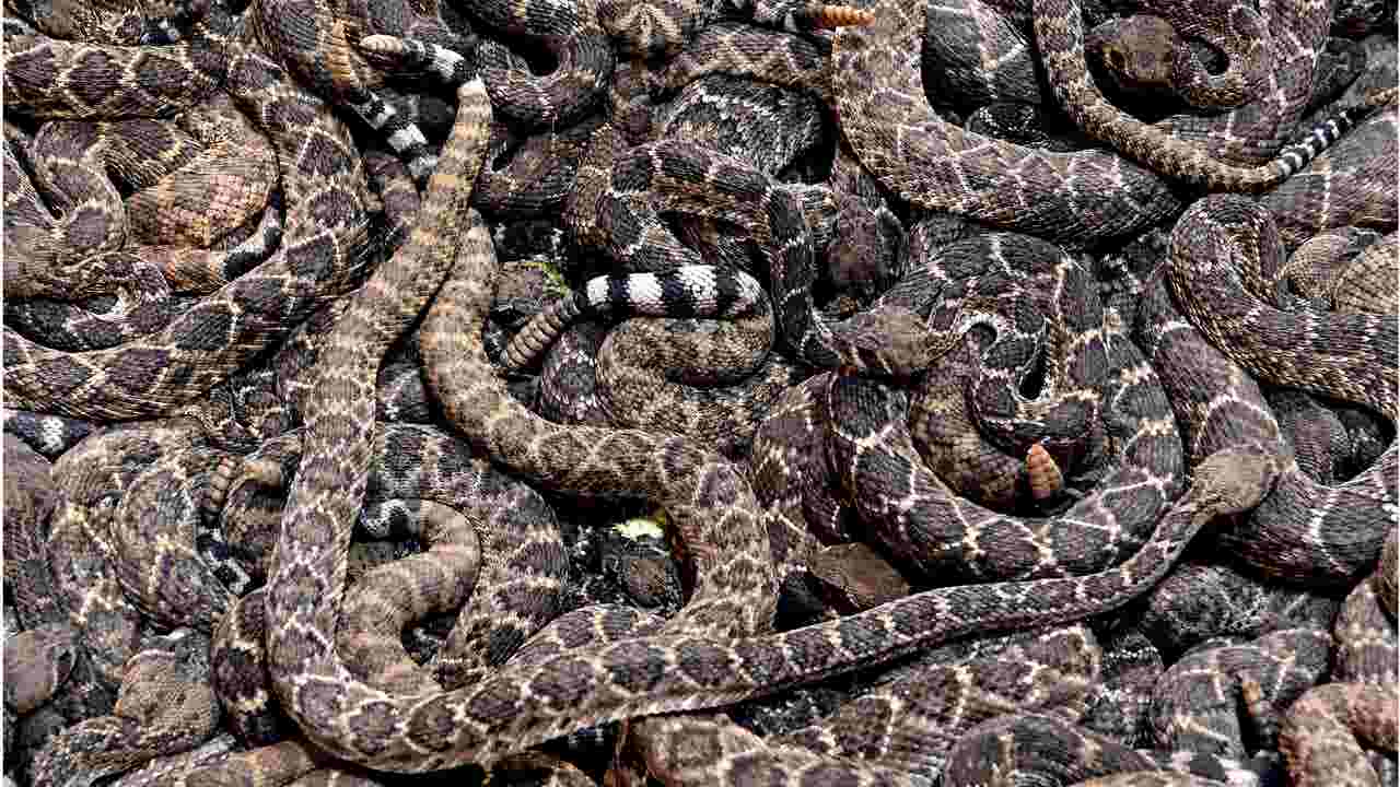 Scenes from the 60th World's Largest Rattlesnake Roundup Scenes from the 60th World's Largest Rattlesnake Roundup