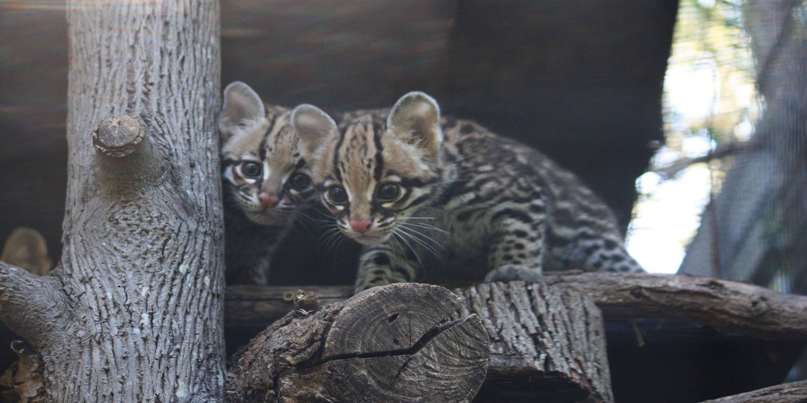 Baby ocelots now on exhibit