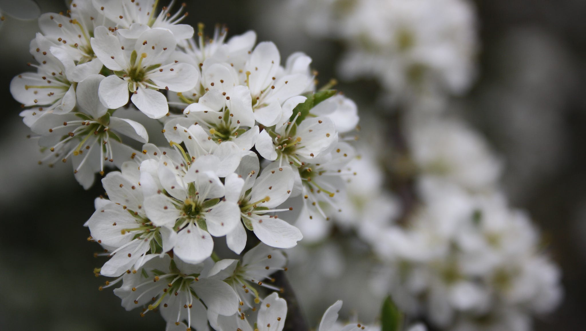 State flowers: Full list (and pictures) of all 50 state flowers