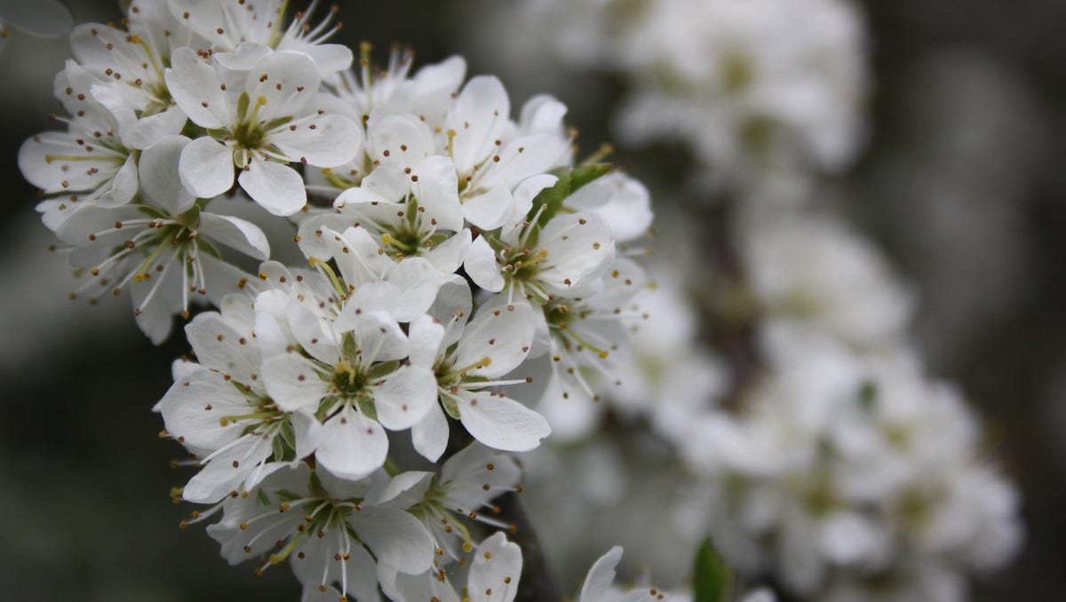 Discover the Beautiful State Flowers of America - from Alabama to ...