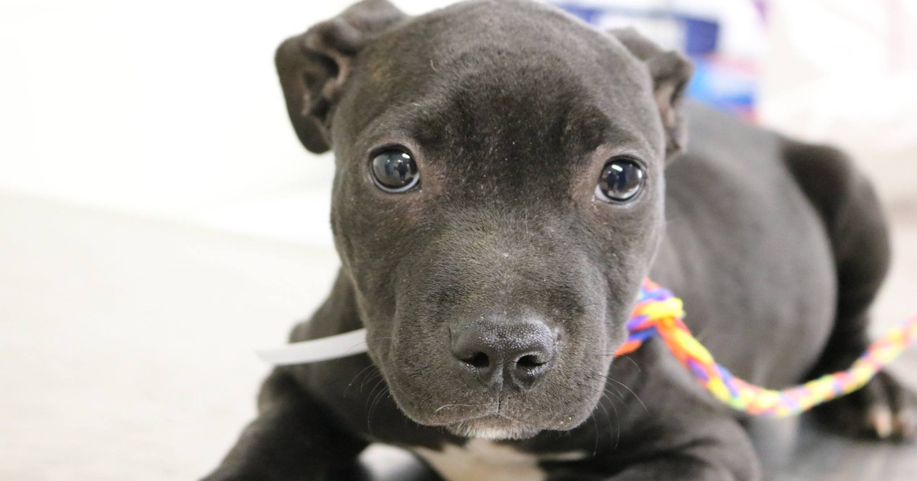 SPCA Cincinnati adopts out animals displaced by Hurricane Irma