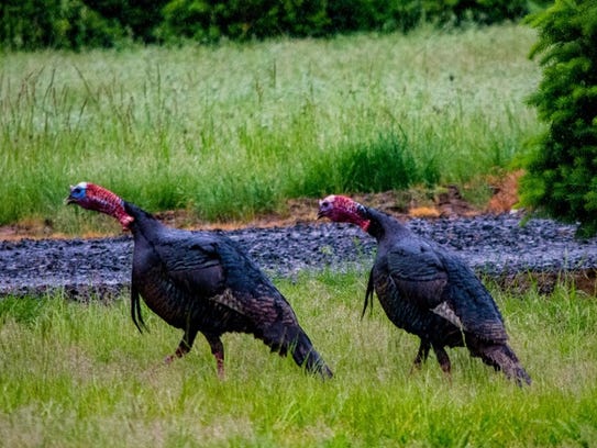 Wild turkey hunting an Oregon adventure