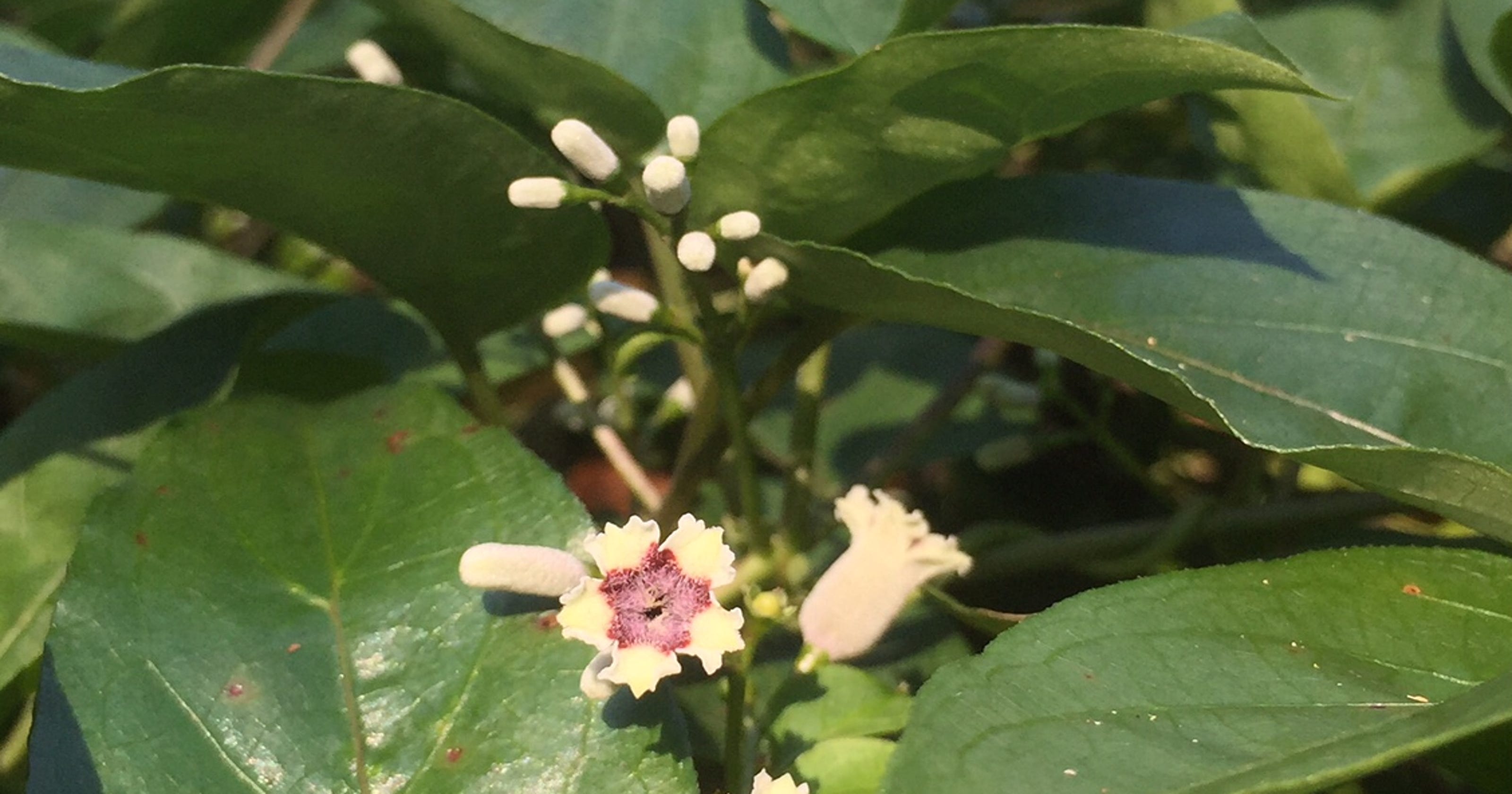 Slaying the troublesome skunk vine is tricky