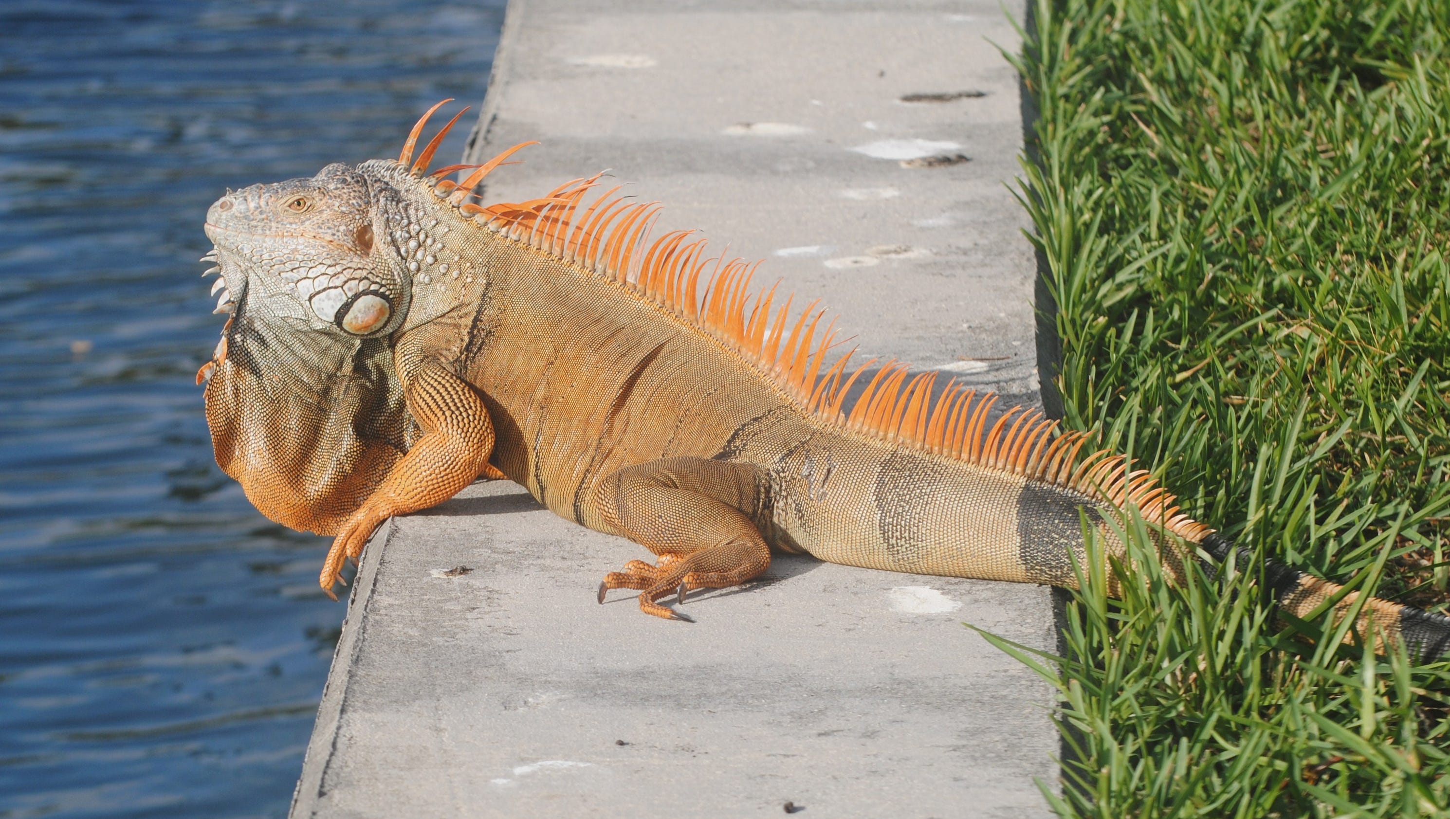 Invasive iguanas on the run from Florida Fish and Wildlife in South Florida