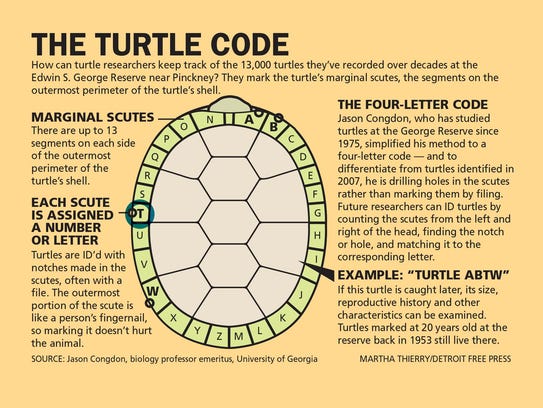 Can Michigan turtles help unlock secrets of immortality?