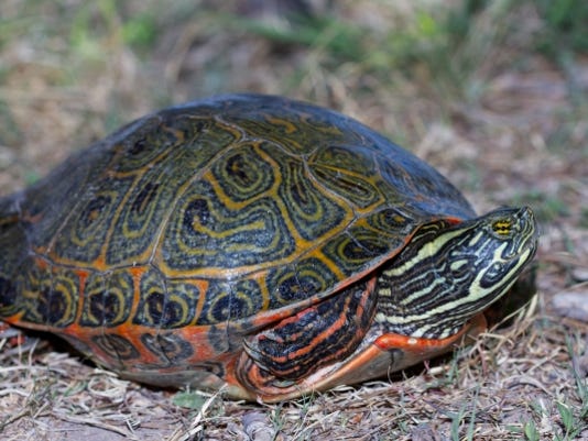Rio Grande cooters thrive in southeastern US