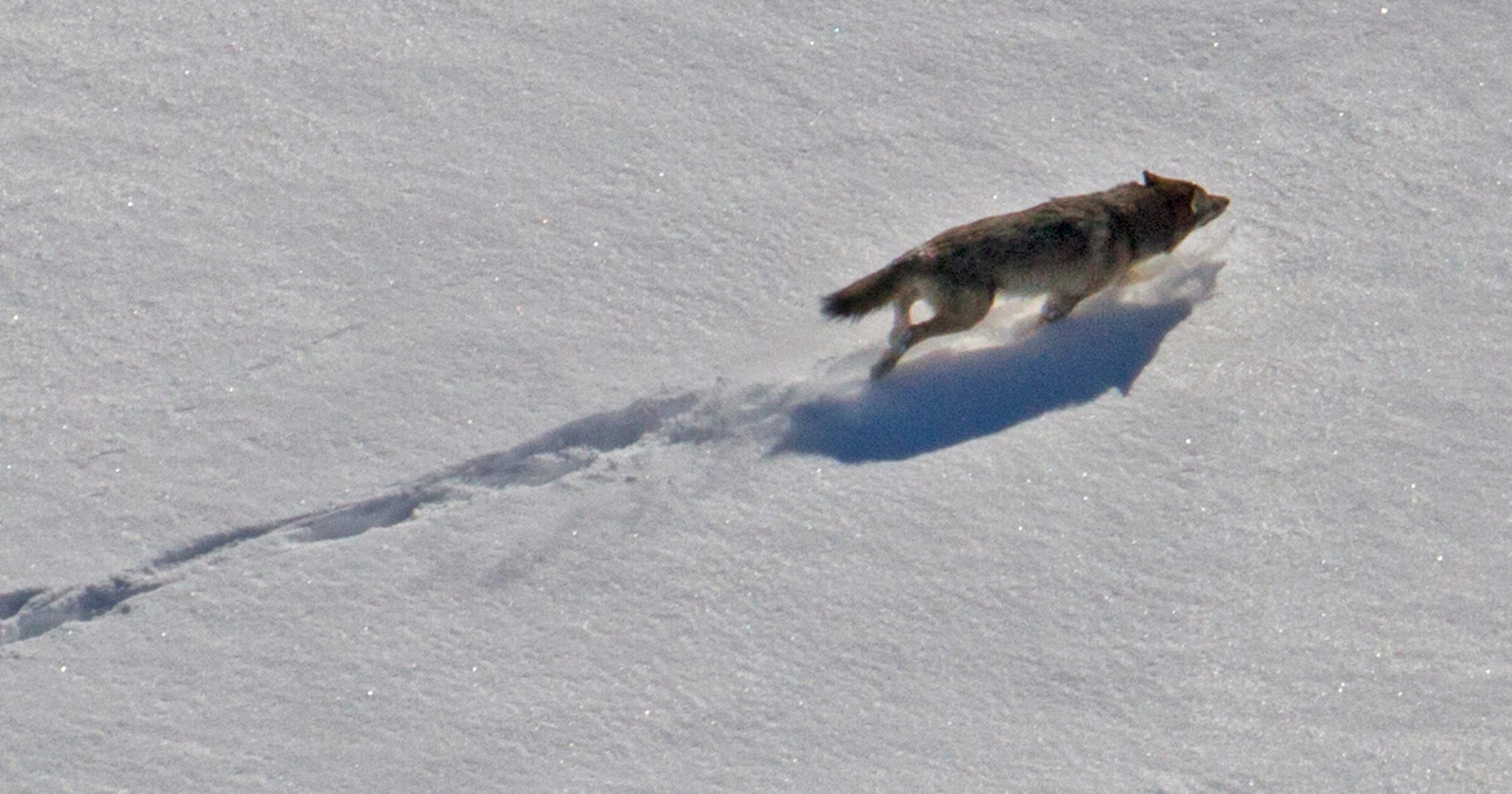 Isle Royale's two remaining wolves are still alive