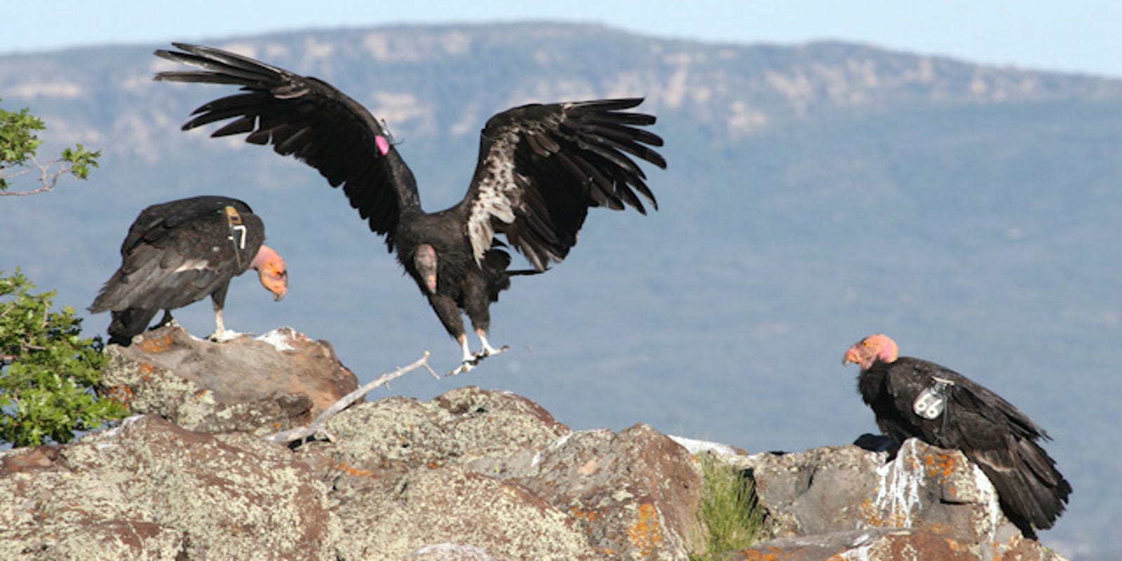 Push made to prevent lead poisoning in California Condors, other animals