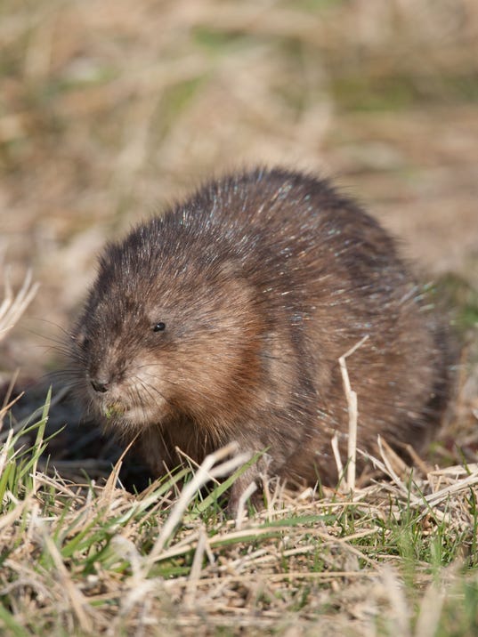 Muskrat Eating Habits For