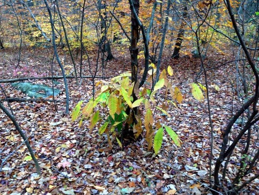 Can the nearly extinct American chestnut, once a mainstay, be revived?