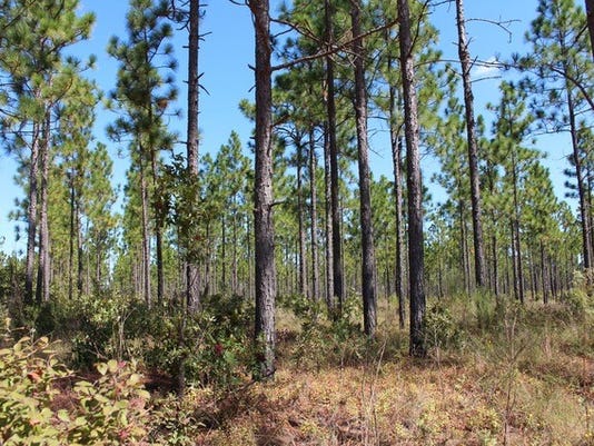 Tennessee awarded $1 million grant to help in forest development