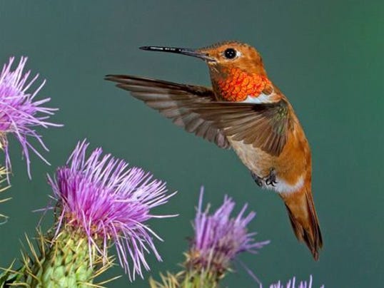 Arizona hummingbird festivals