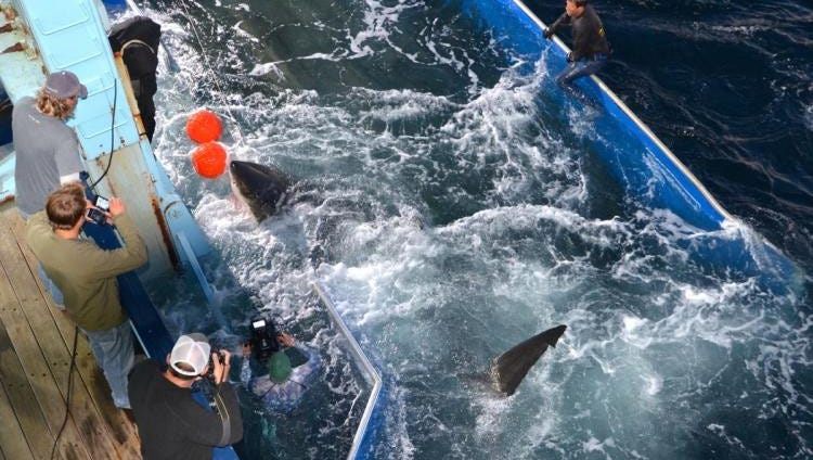 Where is Mary Lee the shark? We may never know again