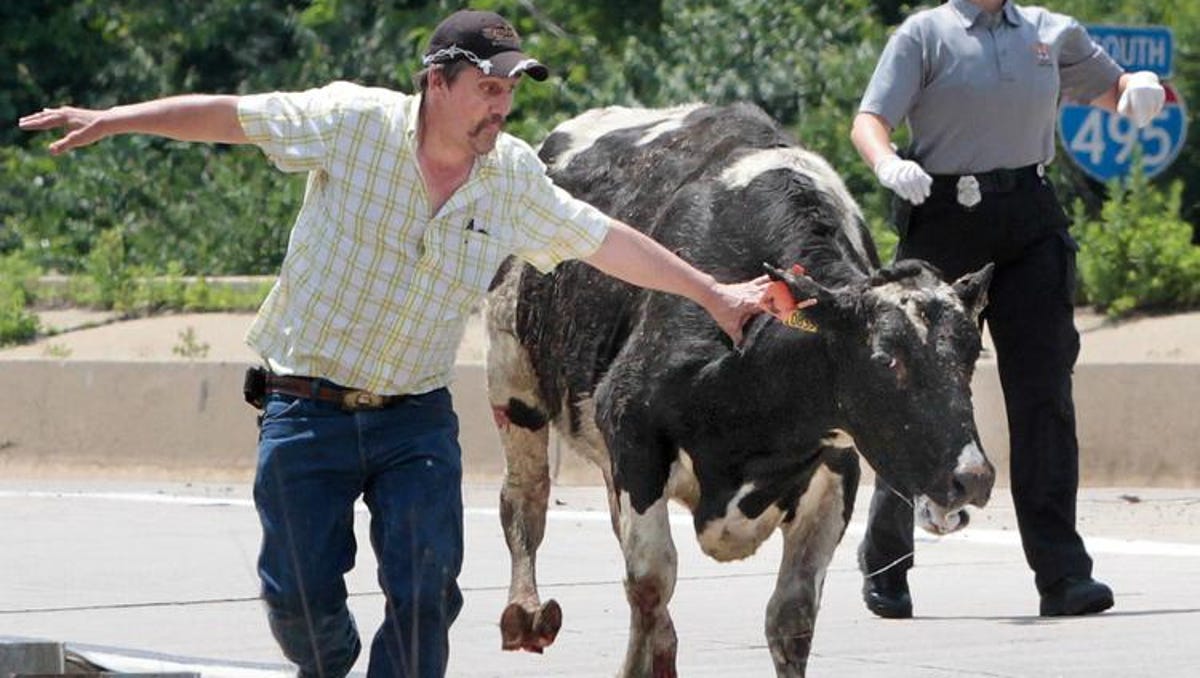A look back: Cattle truck accident